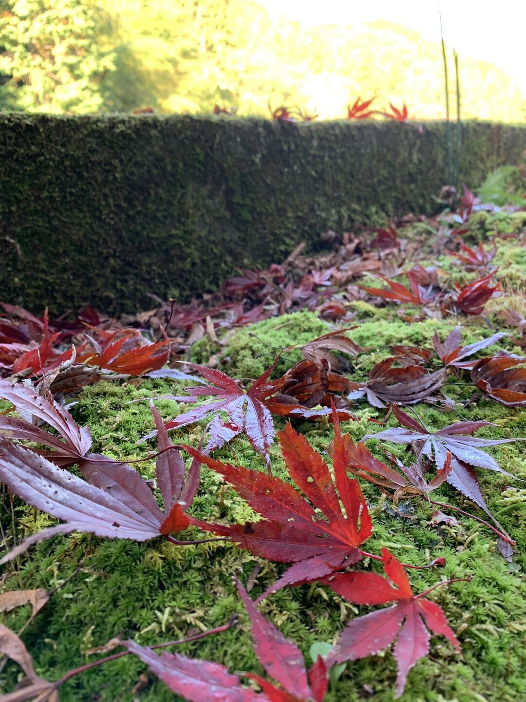 昨日の皆既月食見逃したよ💦（涙） 何し... / seekaさんのモーメント | YAMAP / ヤマップ