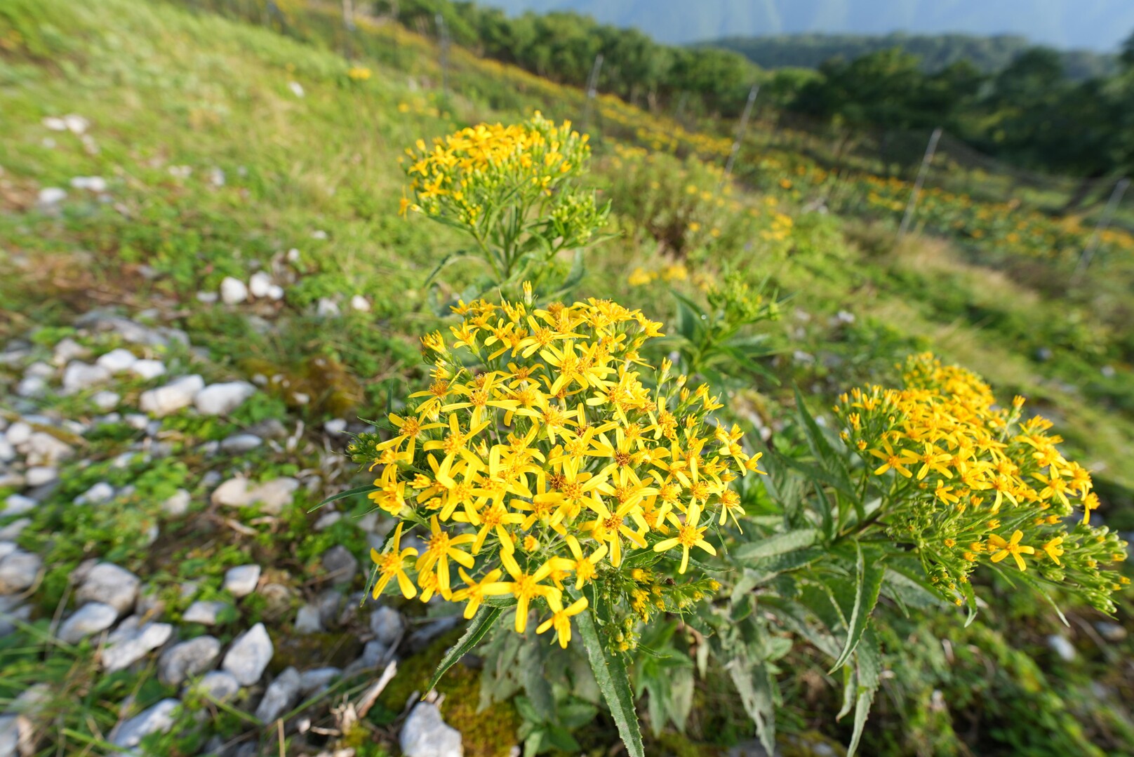 伊吹山で星空鑑賞🌌 / obuchanさんの伊吹山・伊吹高原・御座峰の活動データ | YAMAP / ヤマップ