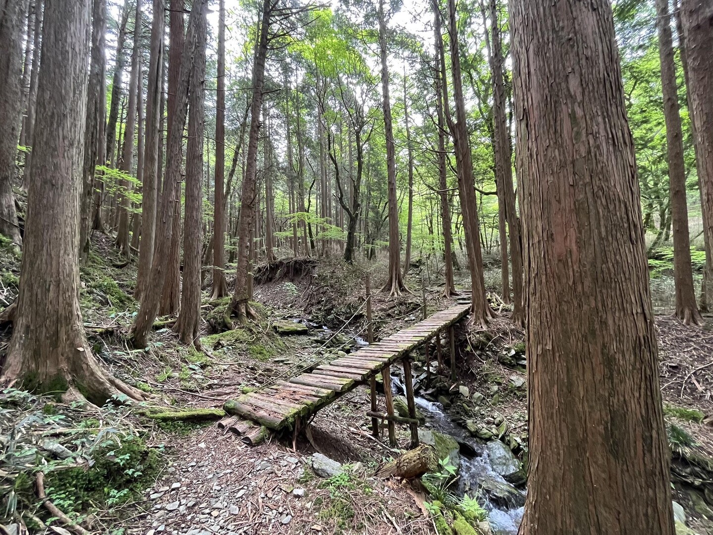 笹ヶ峰 / issaさんの笹ヶ峰・寒風山・平家平の活動データ | YAMAP / ヤマップ