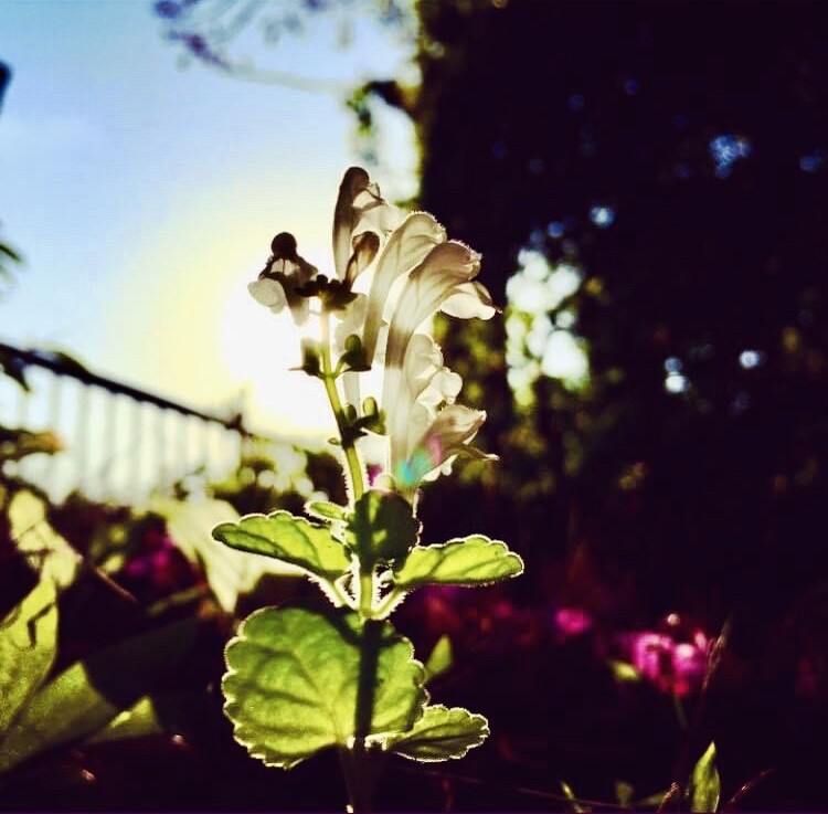 夕日を背に / wara2さんのモーメント | YAMAP / ヤマップ