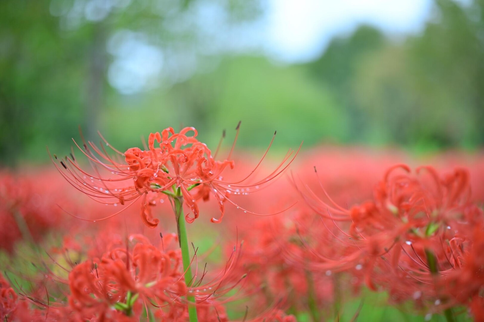 備忘録2024.10.5 雪国植物園 曼... / Takahiro.Yさんのモーメント | YAMAP / ヤマップ