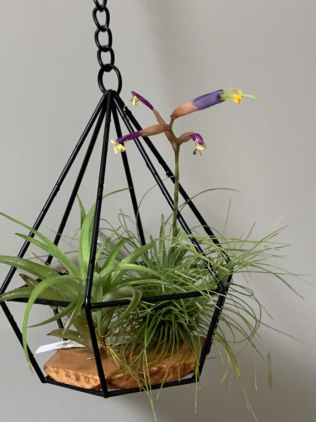 100金で購入のエアプランツの花が咲いて... / ヨーコバアバさんのモーメント | YAMAP / ヤマップ