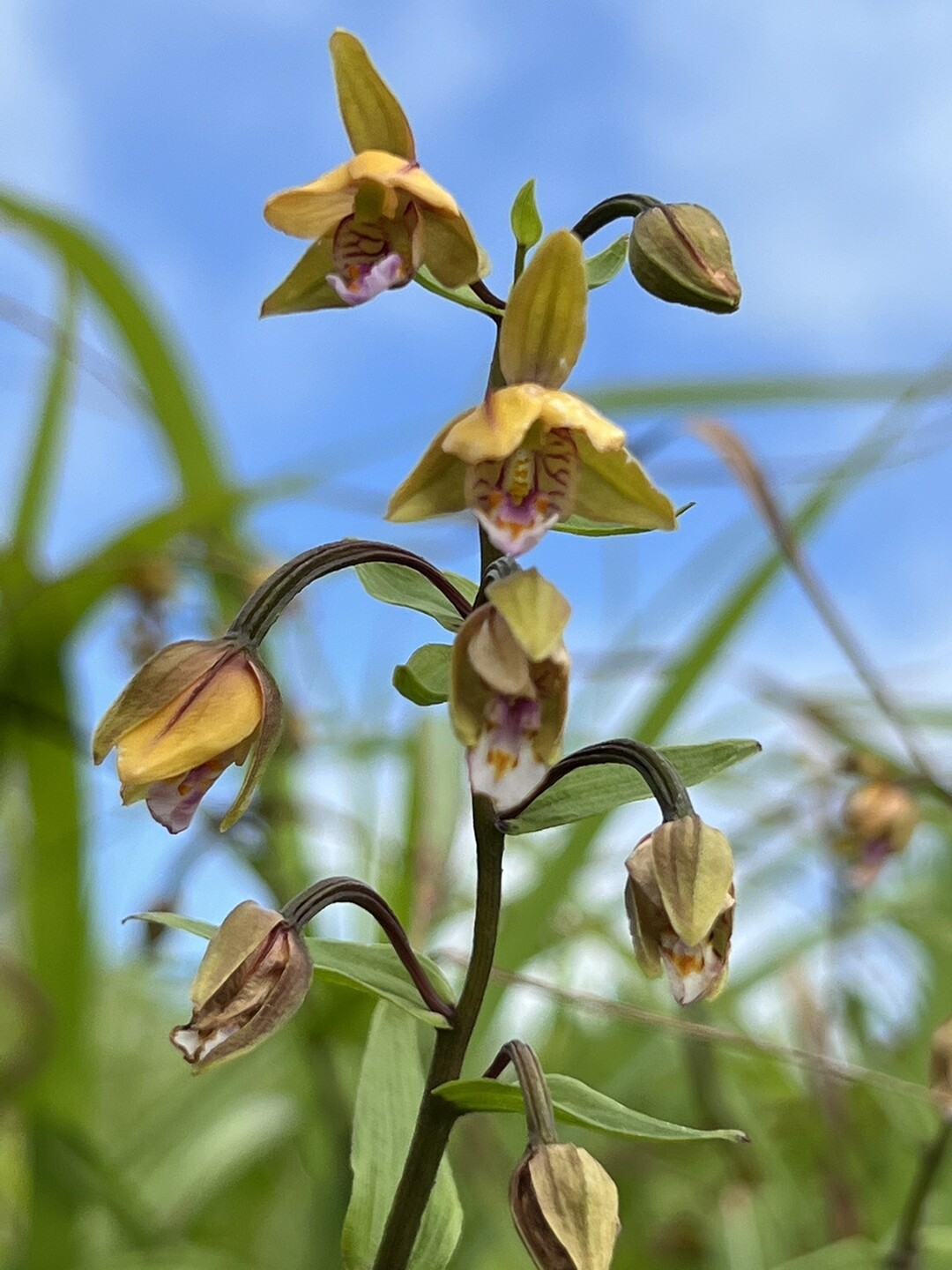天狗高原のカキランをこの目で見てきた。 ... / mipiさんのモーメント | YAMAP / ヤマップ