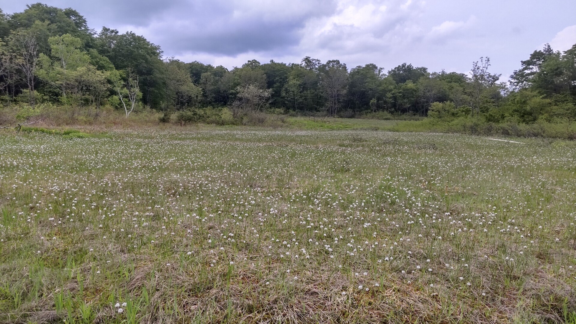 駒止湿原 ミズバショウが終わって、ワタス... / kazeさんのモーメント | YAMAP / ヤマップ