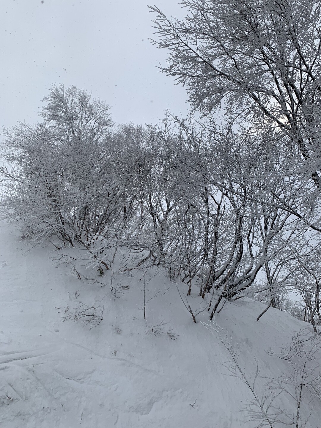 #舞子スノーリゾート POW POW！... / 将悟さんのモーメント | YAMAP / ヤマップ