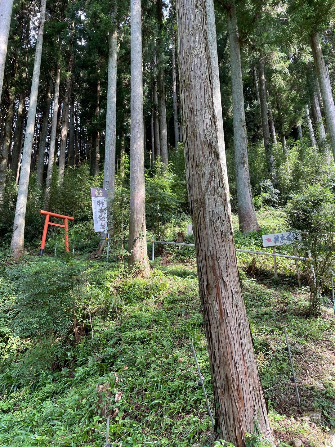 柿本城址へ / KANAEさんのモーメント | YAMAP / ヤマップ