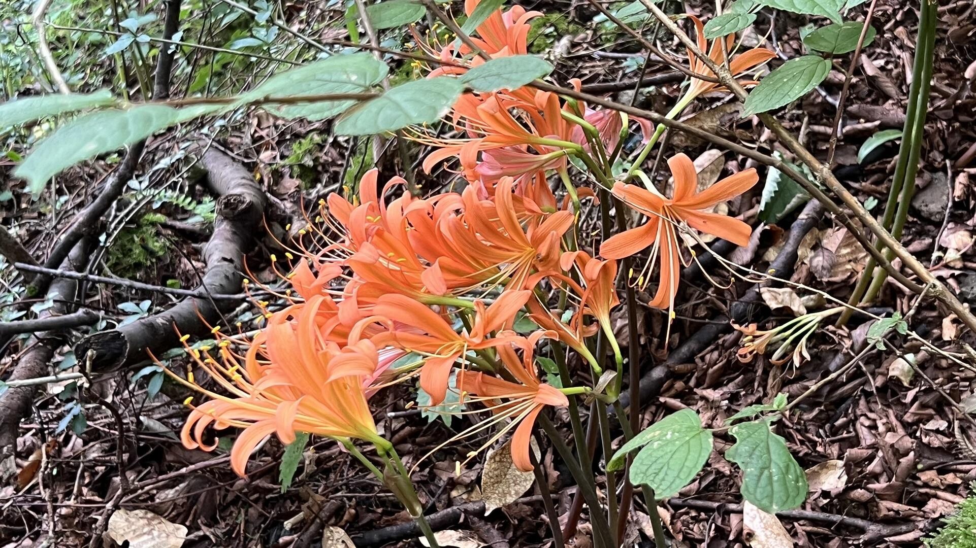オオキツネノカミソリを観に 八幡岳へ / EMさんの八幡岳・眉山・女山の活動データ | YAMAP / ヤマップ
