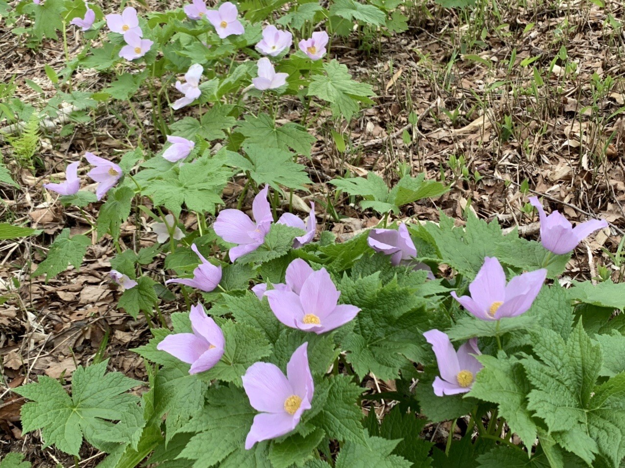 白砂山・八間山 おまけでシラネアオイ群生地 / mimosaさんの白砂山・堂岩山・八間山の活動データ | YAMAP / ヤマップ