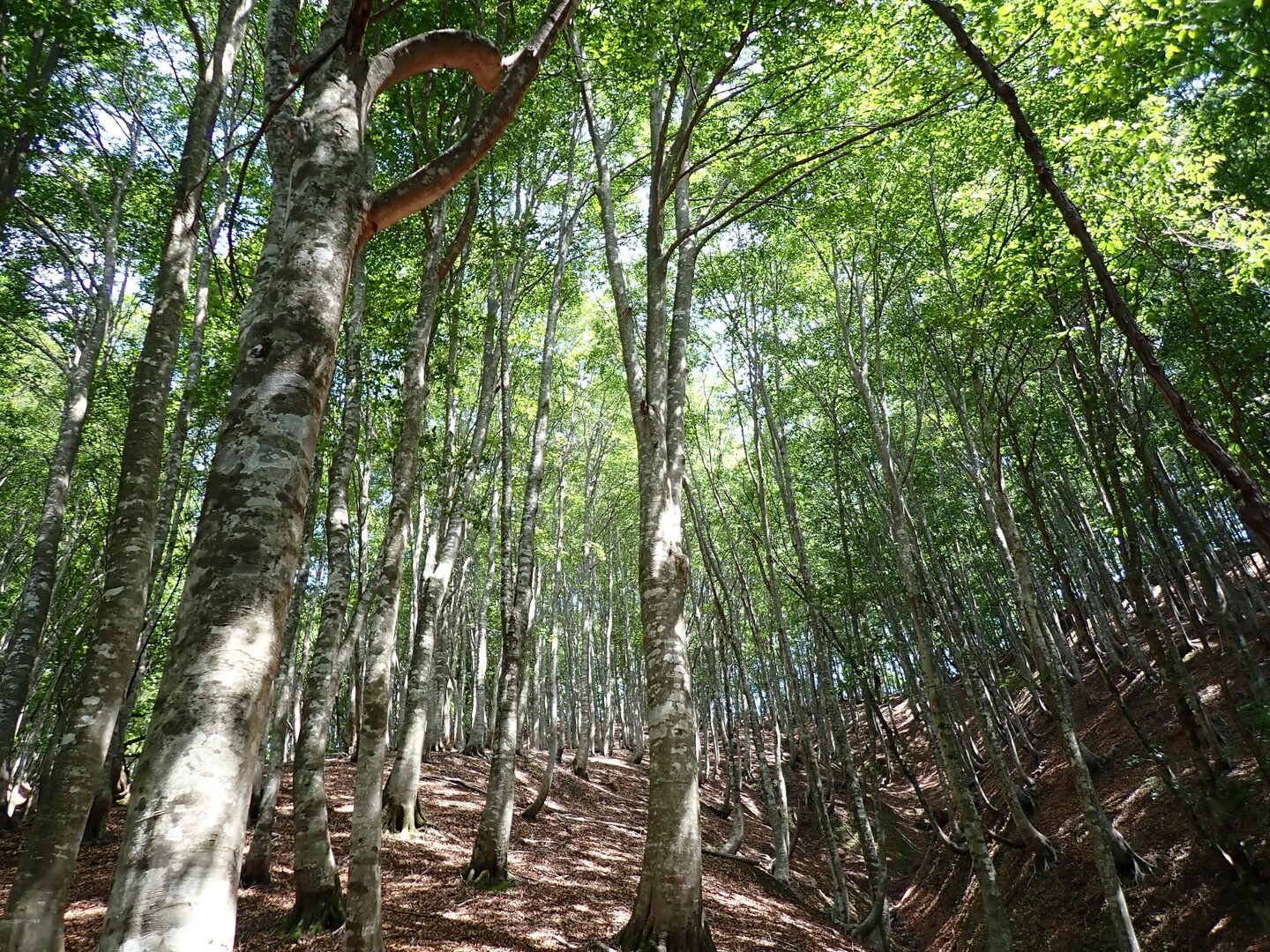 様子見の三川山 / umonさんの三川山の活動日記 | YAMAP / ヤマップ