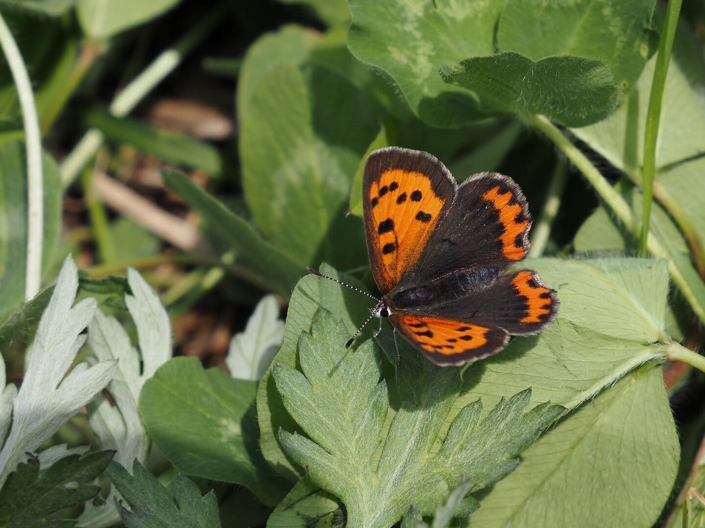 遅ればせながらベニシジミに会えました。 / JICKさんのモーメント | YAMAP / ヤマップ