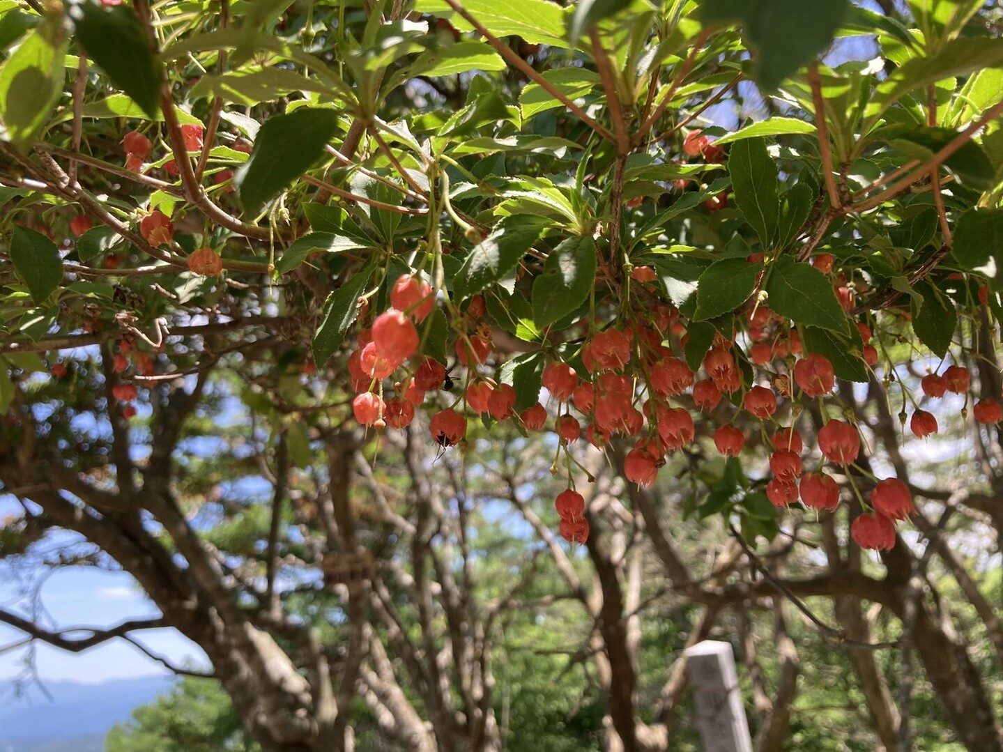 寧比曽岳のドウダンツツジ🌺 / BAKUさんの寧比曽岳・筈ヶ岳・出来山の活動データ | YAMAP / ヤマップ