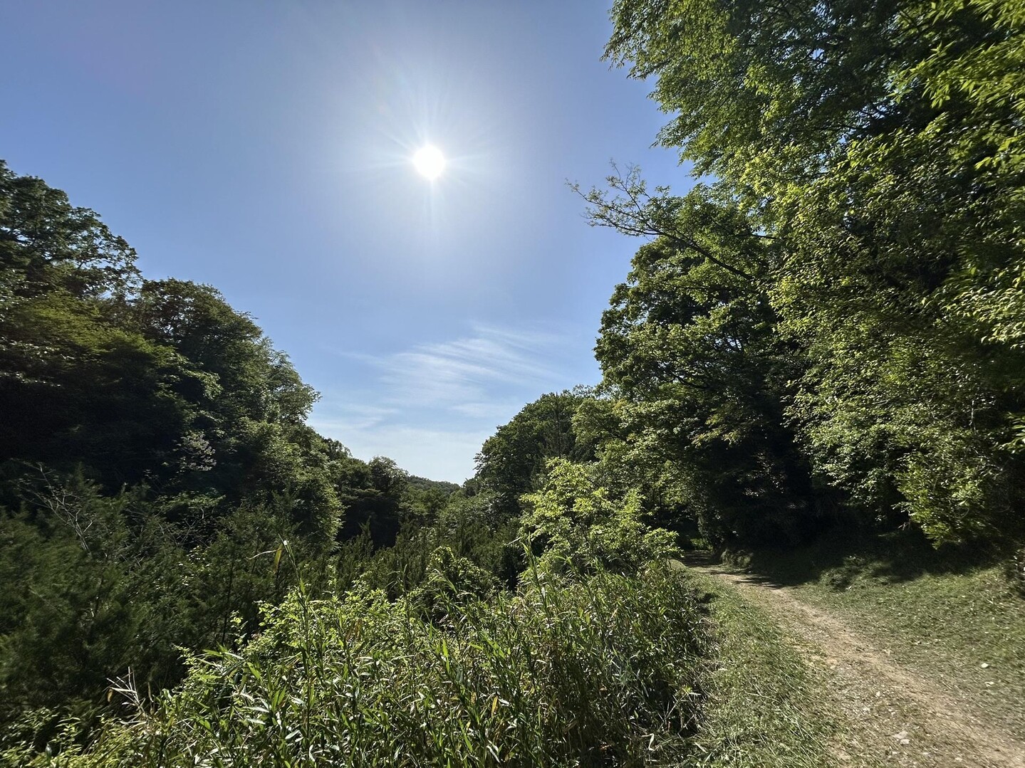 暑い日は、山だ ️ / MSKさんの生駒山・神津嶽・大原山の活動データ | YAMAP / ヤマップ