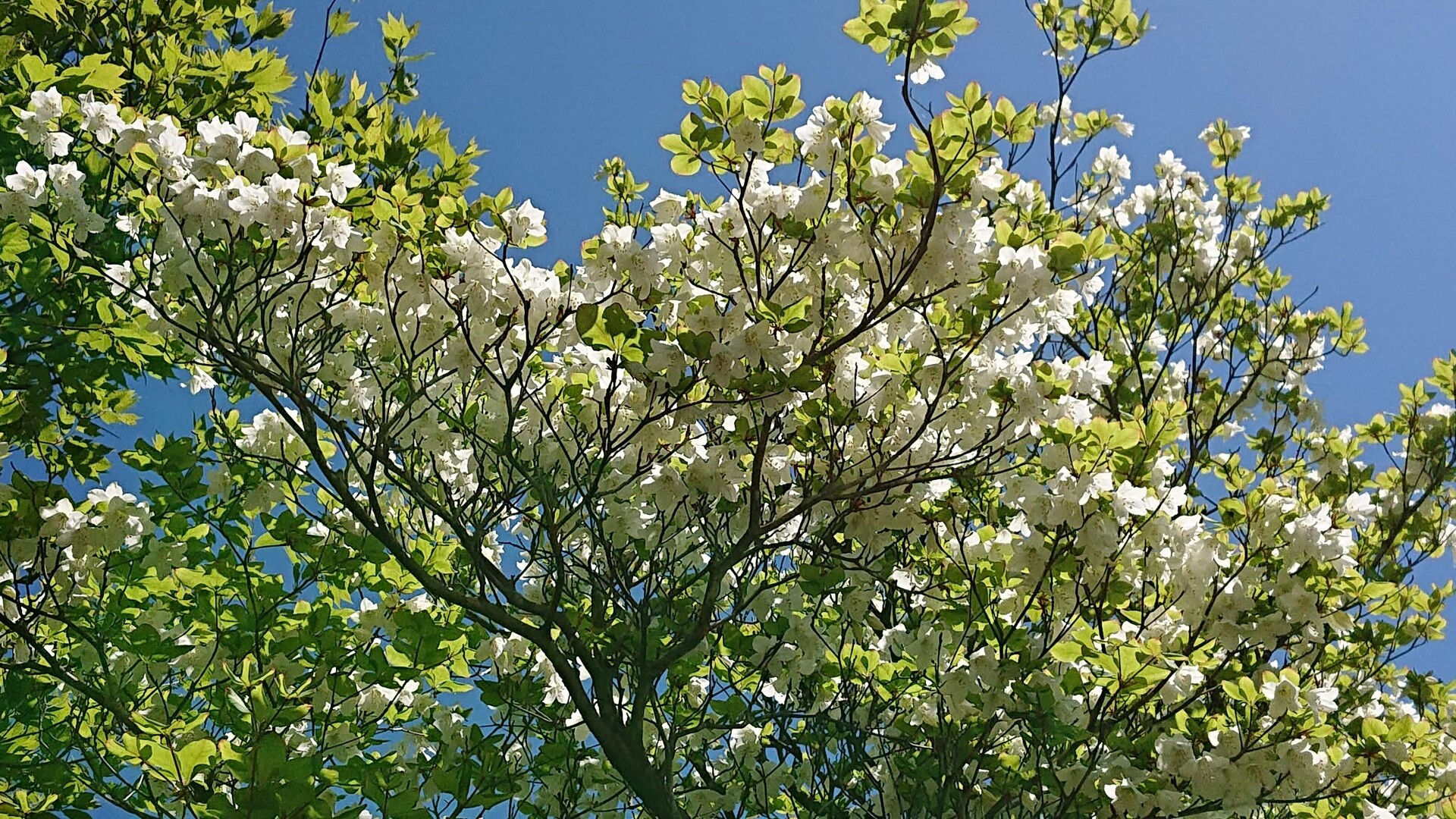 簗谷山には熊が居そうだども ️ / hiyoko🐥さんの東殿山の活動データ | YAMAP / ヤマップ