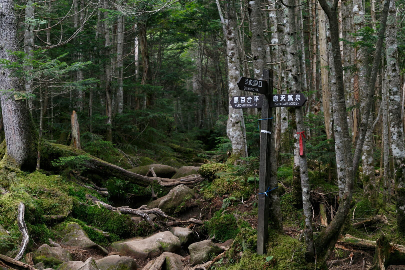 東天狗岳 / hkhg_yさんの八ヶ岳（赤岳・硫黄岳・天狗岳）の活動データ | YAMAP / ヤマップ