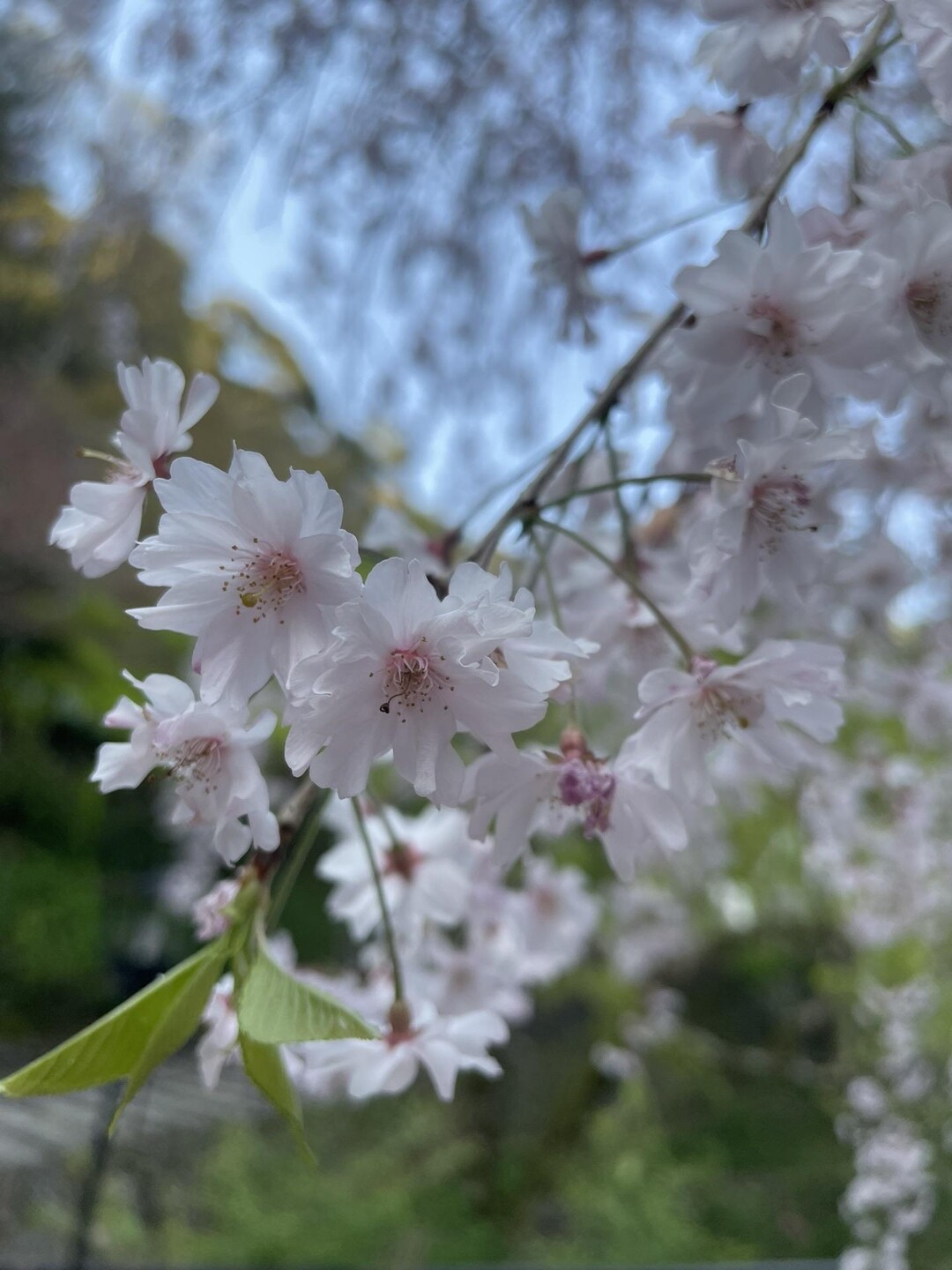 R6.4.14日曜 10年以上ぶり奈良の... / wa_koさんのモーメント | YAMAP / ヤマップ