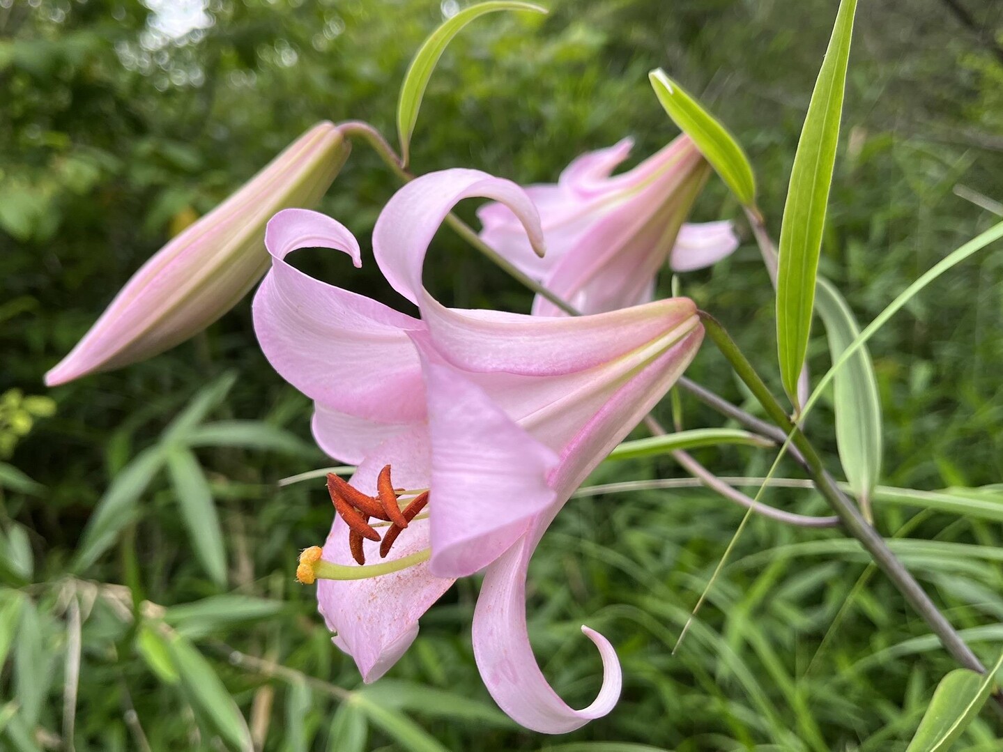 二上山 / yomshtさんの金剛山・二上山・大和葛城山の活動データ | YAMAP / ヤマップ