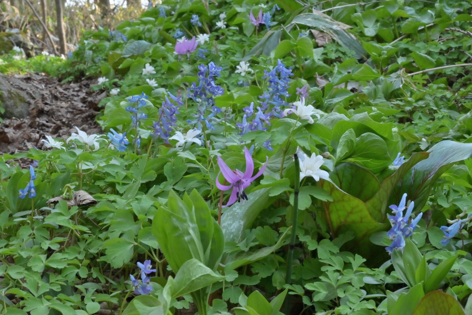 春の妖精達🧚‍♂️に会えるかな……ポロノットの森🍃 / Chicoryさんの洞爺湖の活動データ | YAMAP / ヤマップ