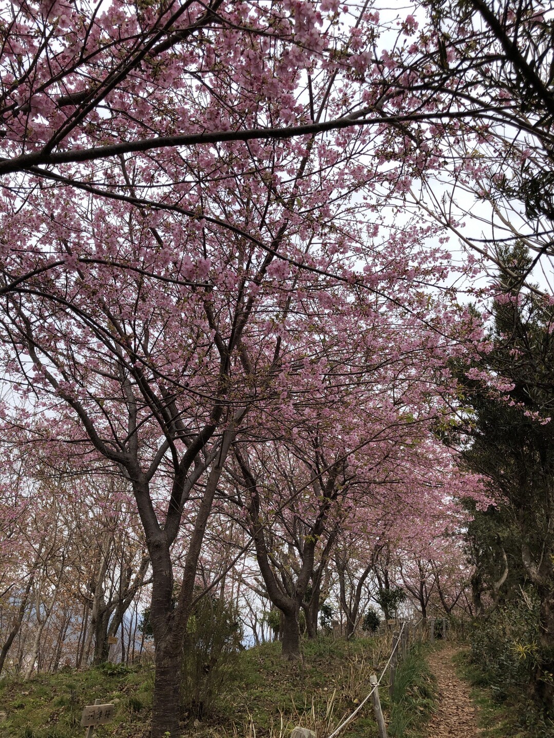 賤機山-2019-02-11 / ude-kingさんの賤機山の活動データ | YAMAP / ヤマップ