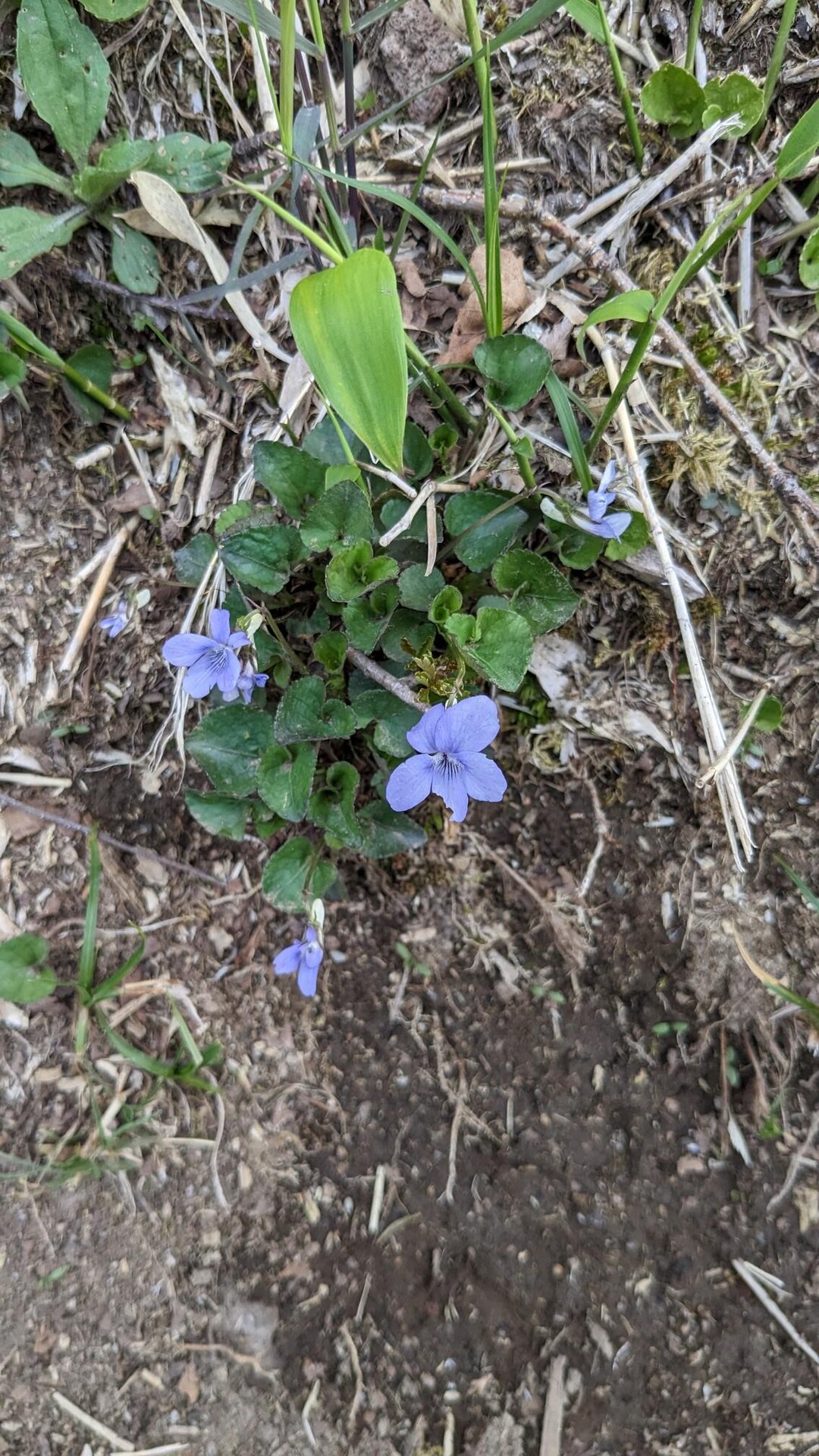 R5初登山 西別岳 / おちこちさんの摩周岳（カムイヌプリ）・西別岳・摩周湖の活動データ | YAMAP / ヤマップ