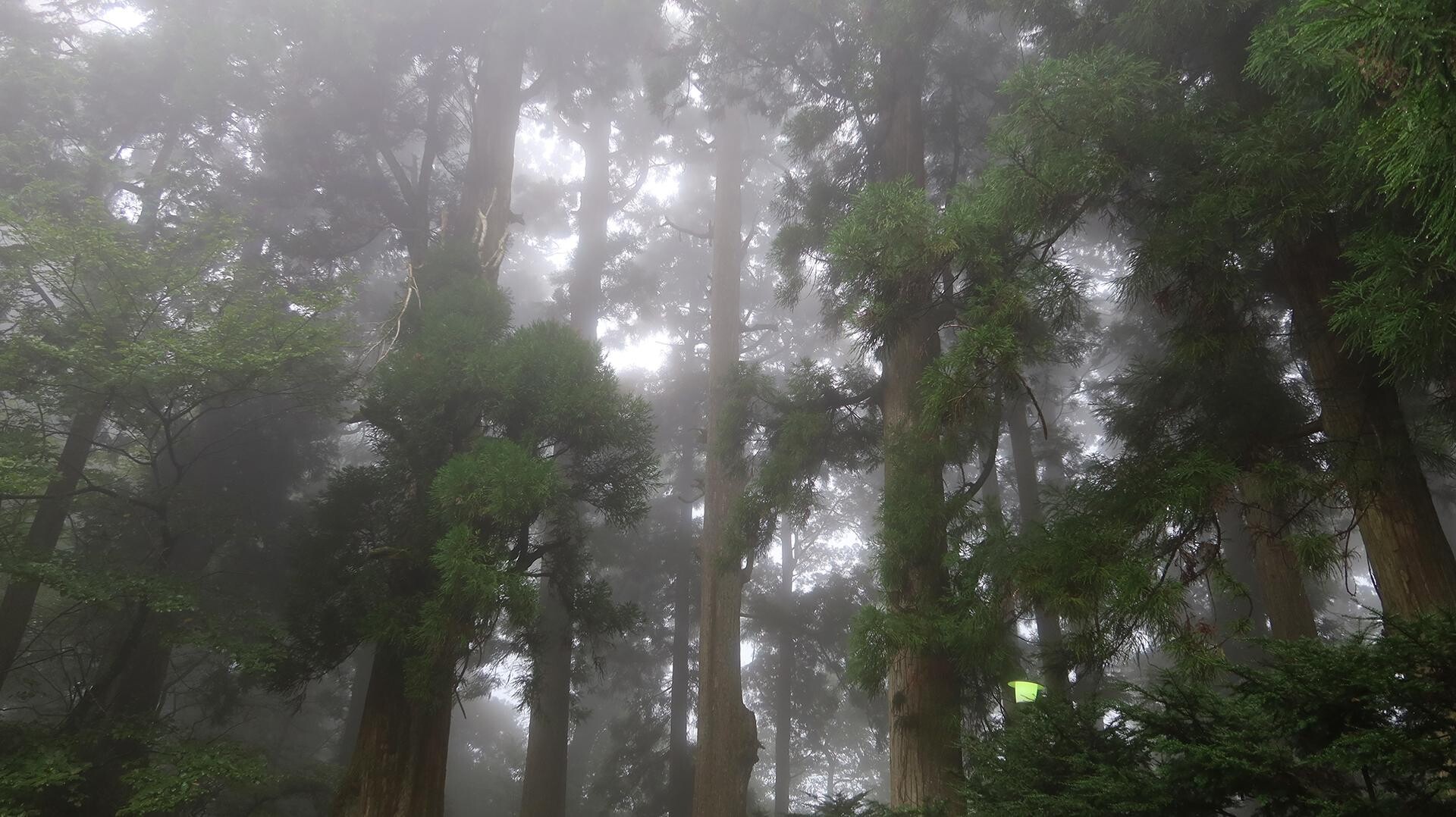 20240929_金剛山97回 / saka_masaさんの金剛山・二上山・大和葛城山の活動データ | YAMAP / ヤマップ