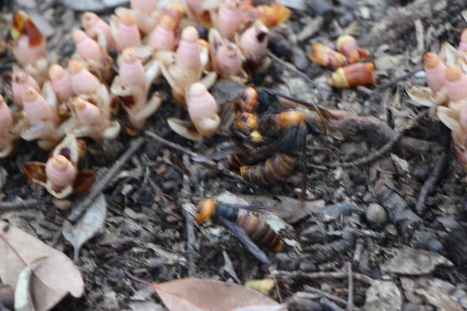 女岳・矢筈岳 / MANさんの矢筈岳の活動日記 | YAMAP / ヤマップ