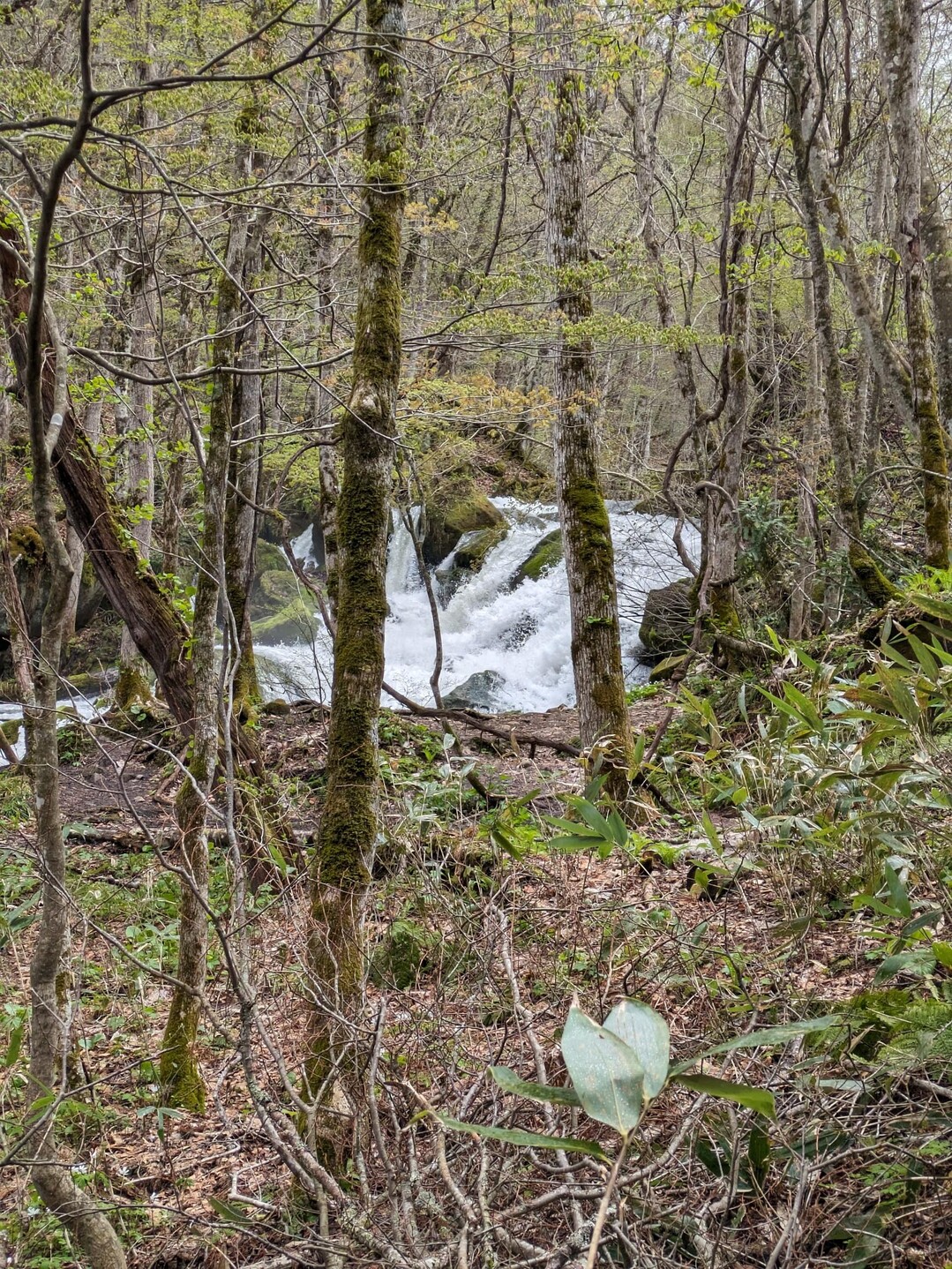 十和田湖-2024-04-25 / YUTAKA3さんの十和田湖の活動データ | YAMAP / ヤマップ