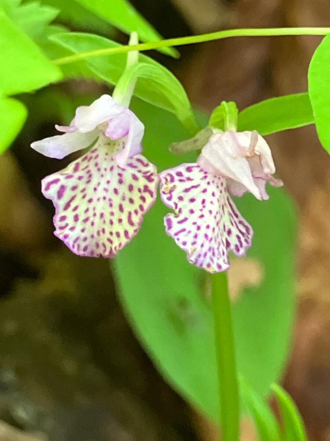 乗鞍山麓の五色ヶ原 / yabuさんの乗鞍岳の活動日記 | YAMAP / ヤマップ