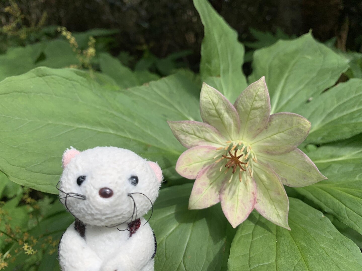 八幡平 高山植物を満喫 / ARさんの八幡平・源太森・安比岳の活動データ | YAMAP / ヤマップ