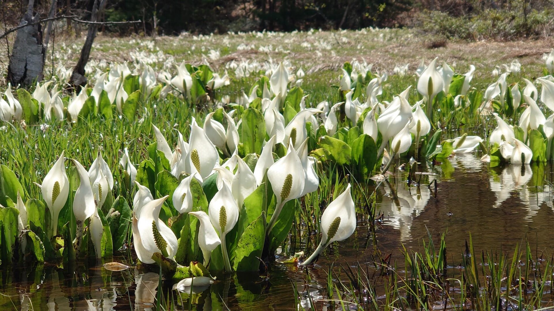 乗鞍高原・一の瀬散策2024-05-04 / エミさんのE-BIKE NORIKURAの活動データ | YAMAP / ヤマップ