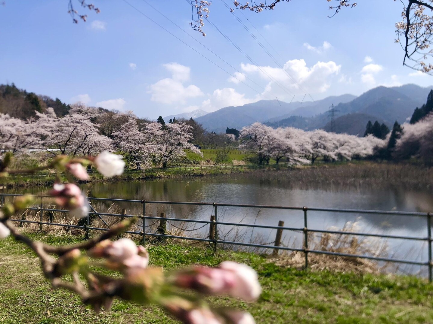 怒涛の夜勤務前にオバァを連れて花見へ🌸... / Naluさんのモーメント | YAMAP / ヤマップ