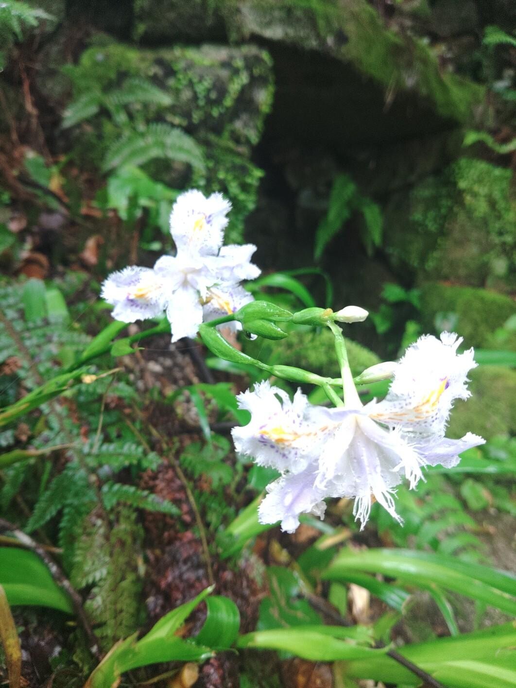 宝満山・仏頂山・頭巾山・三郡山 / FOKさんの宝満山・三郡山・若杉山の活動データ | YAMAP / ヤマップ