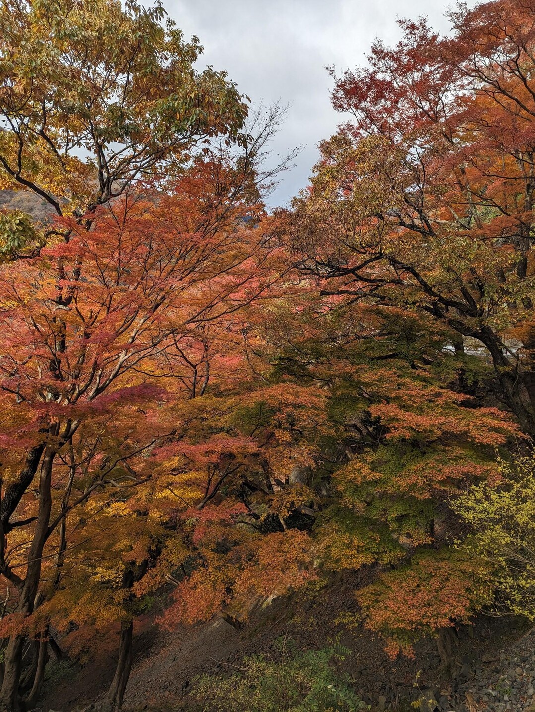 solaさんの投稿したフィールドメモ | YAMAP / ヤマップ