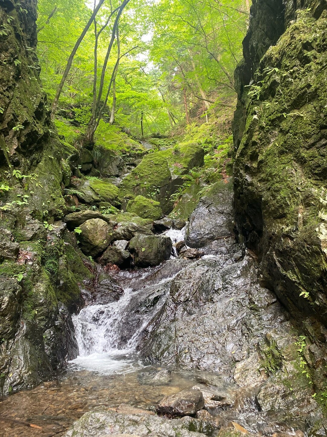 棒ノ嶺（棒ノ折山） / OS@MUさんの棒ノ折山（棒ノ嶺）の活動データ | YAMAP / ヤマップ