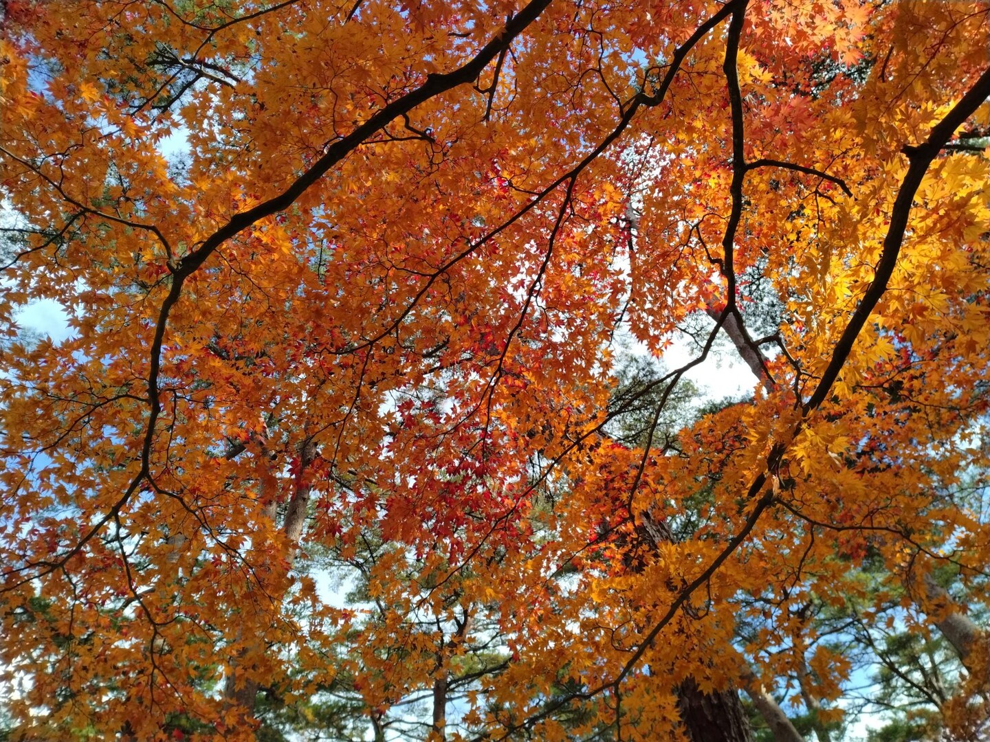 恒例の再度公園へ紅葉狩り / nanohさんの六甲山・長峰山・摩耶山の活動データ | YAMAP / ヤマップ