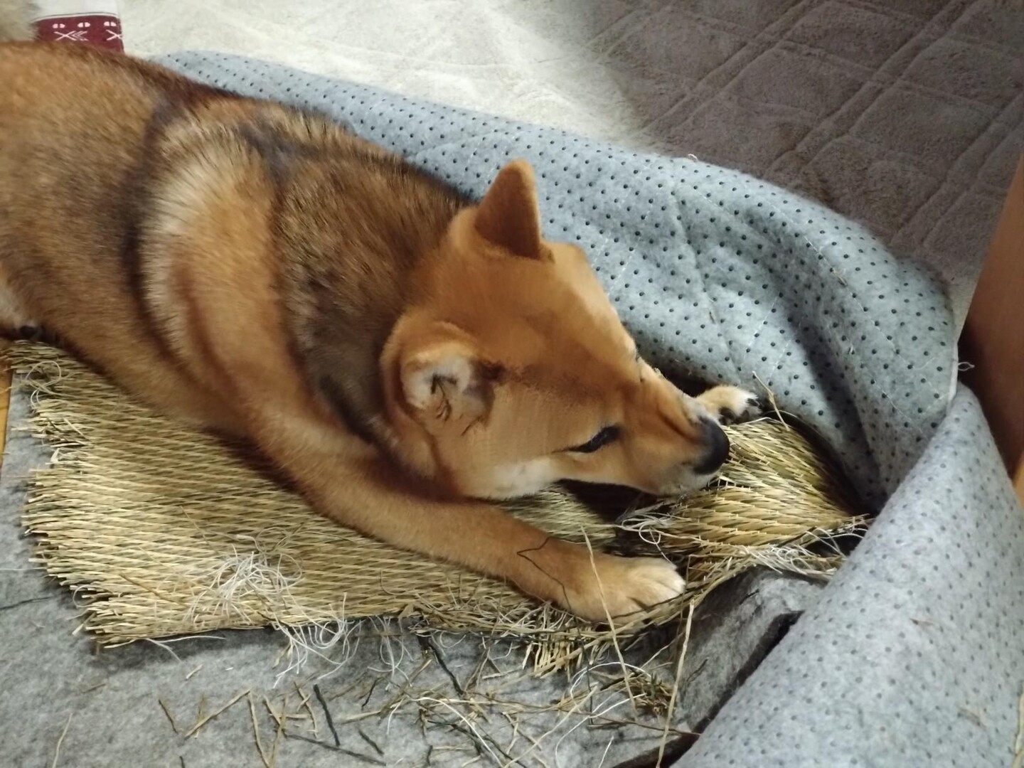 お座敷犬による食害と第三隔壁の設置⁉️ ... / HAYATEさんのモーメント | YAMAP / ヤマップ
