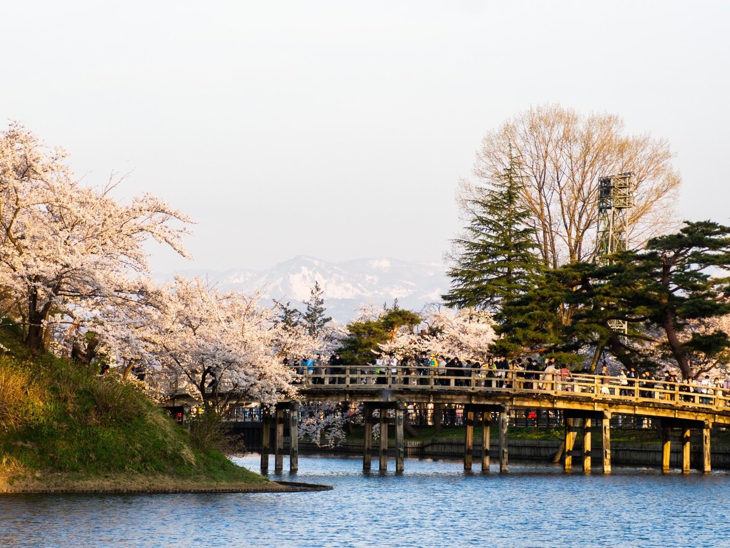 週末パスで花見旅ラストは高田城址公園。有... / Hiroshi T.さんのモーメント | YAMAP / ヤマップ