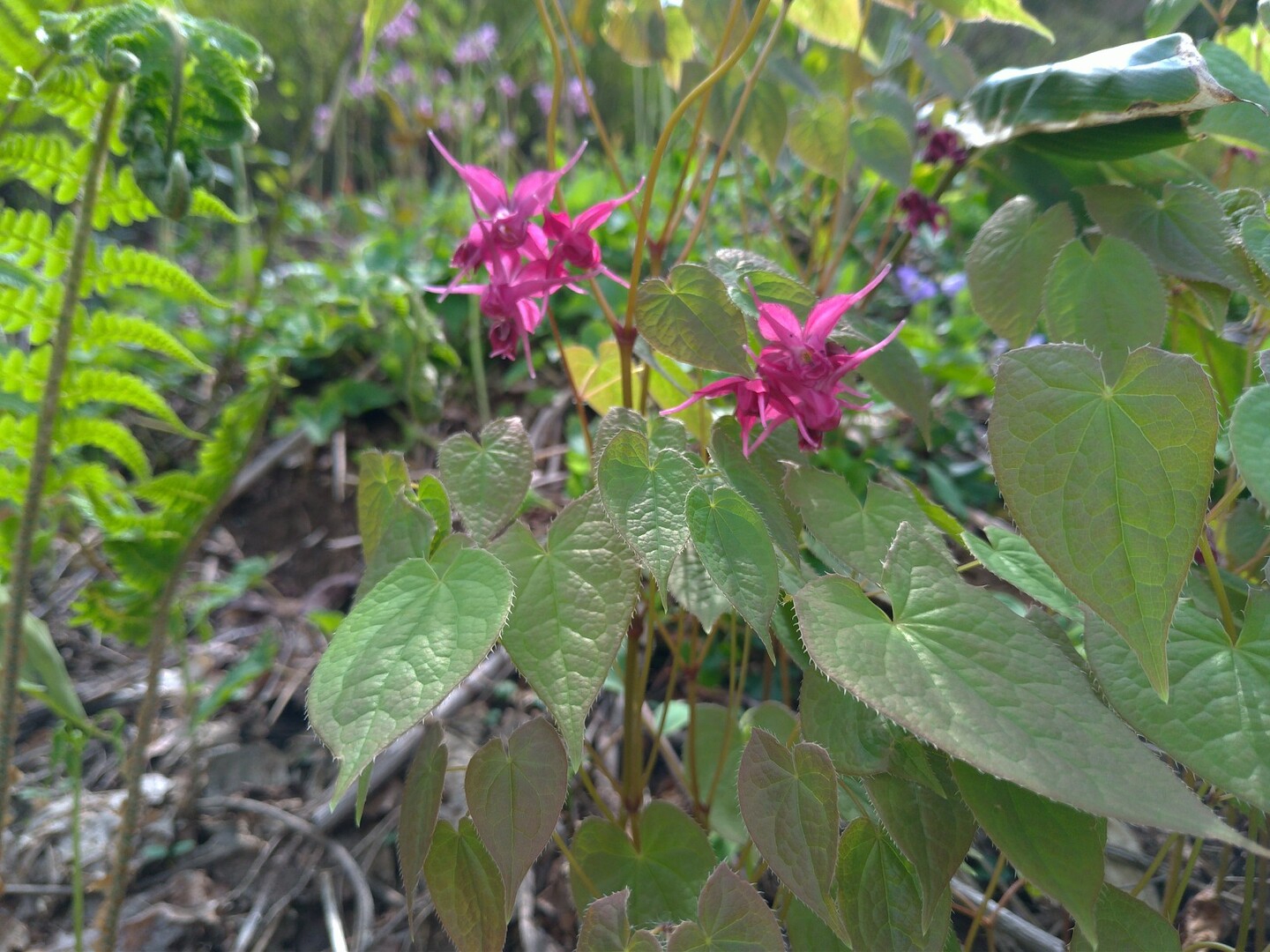 2021/5/8（土） 坂戸山 頂上まで... / AZU_YUMIさんのモーメント | YAMAP / ヤマップ