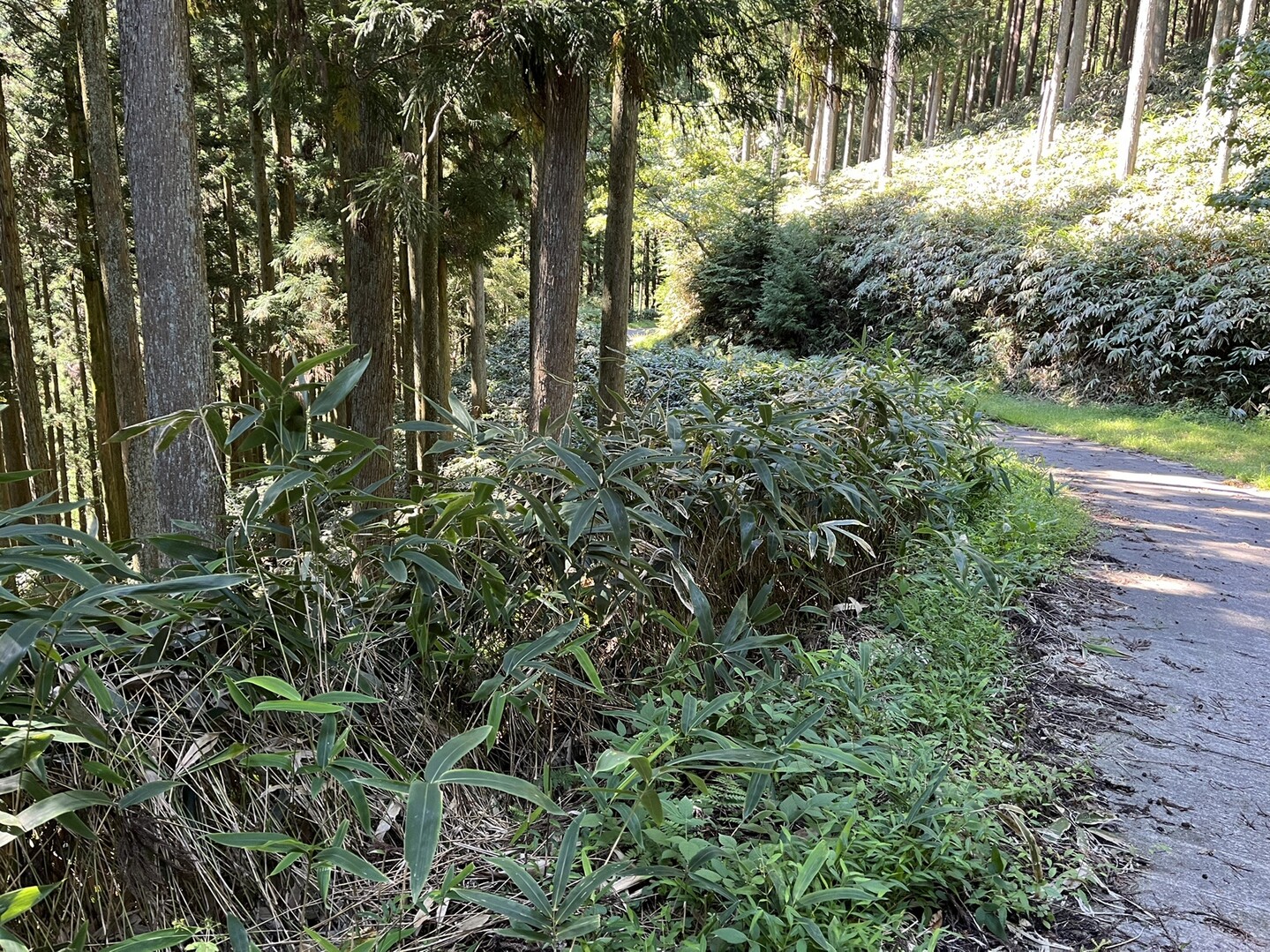 greenmoonきくちゃんさんの投稿したフィールドメモ | YAMAP / ヤマップ