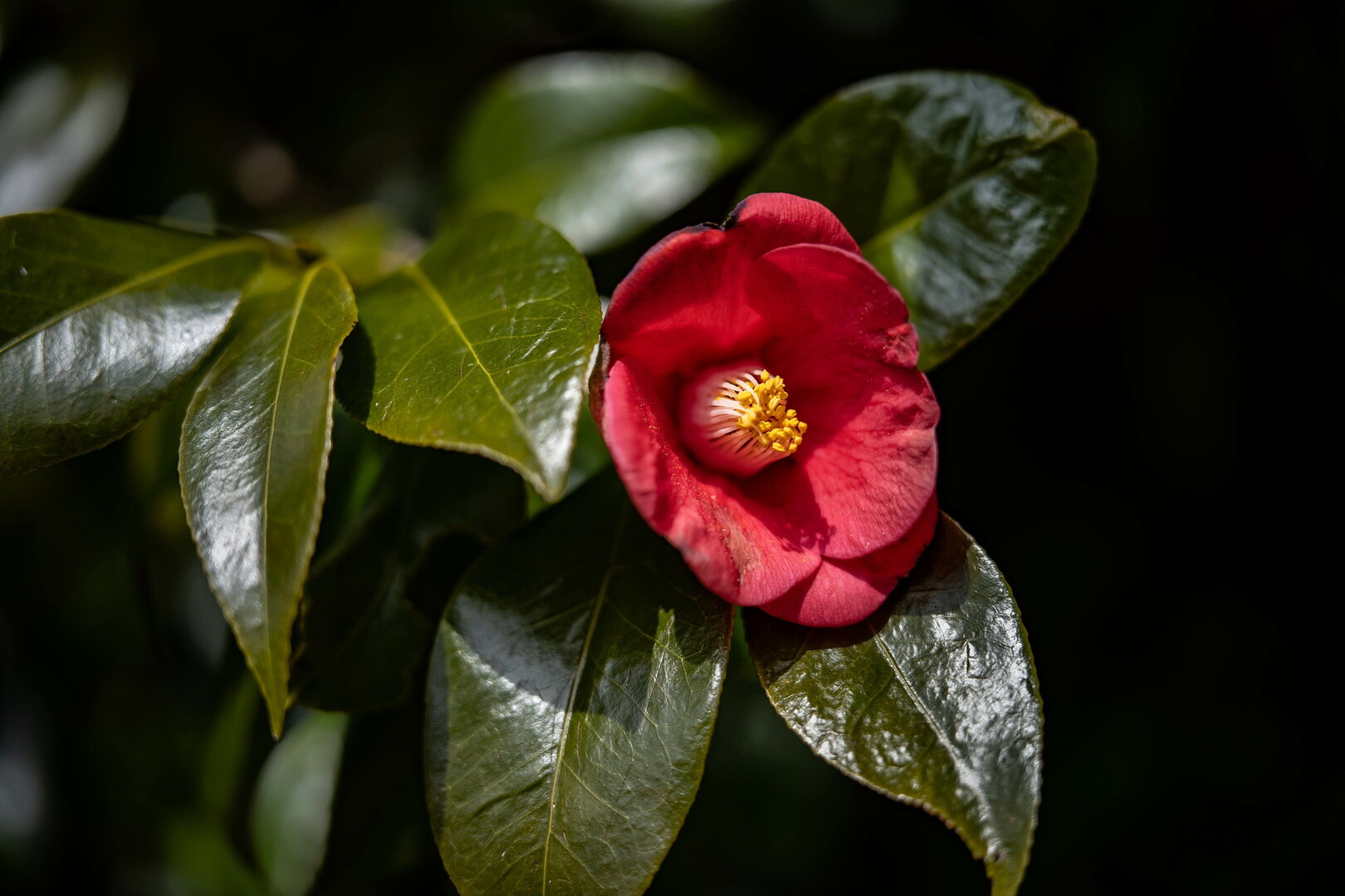 【秋吉台】山焼き前のカルスト台地を歩く / kerokeroさんの秋吉台の活動日記 | YAMAP / ヤマップ