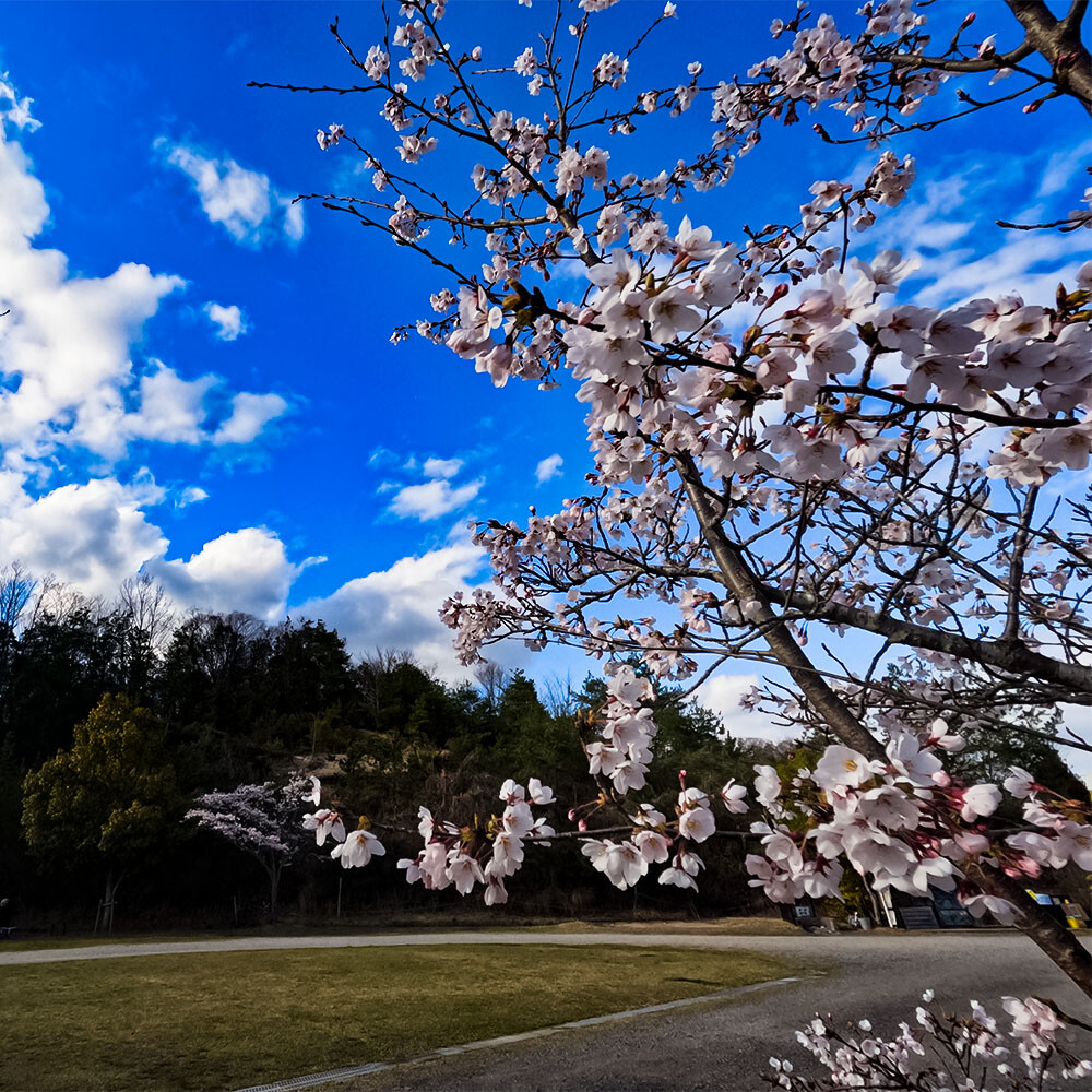 先日のお花見キャンプ🌸 桜も見納め。ま... / いささかGoodさんのモーメント | YAMAP / ヤマップ
