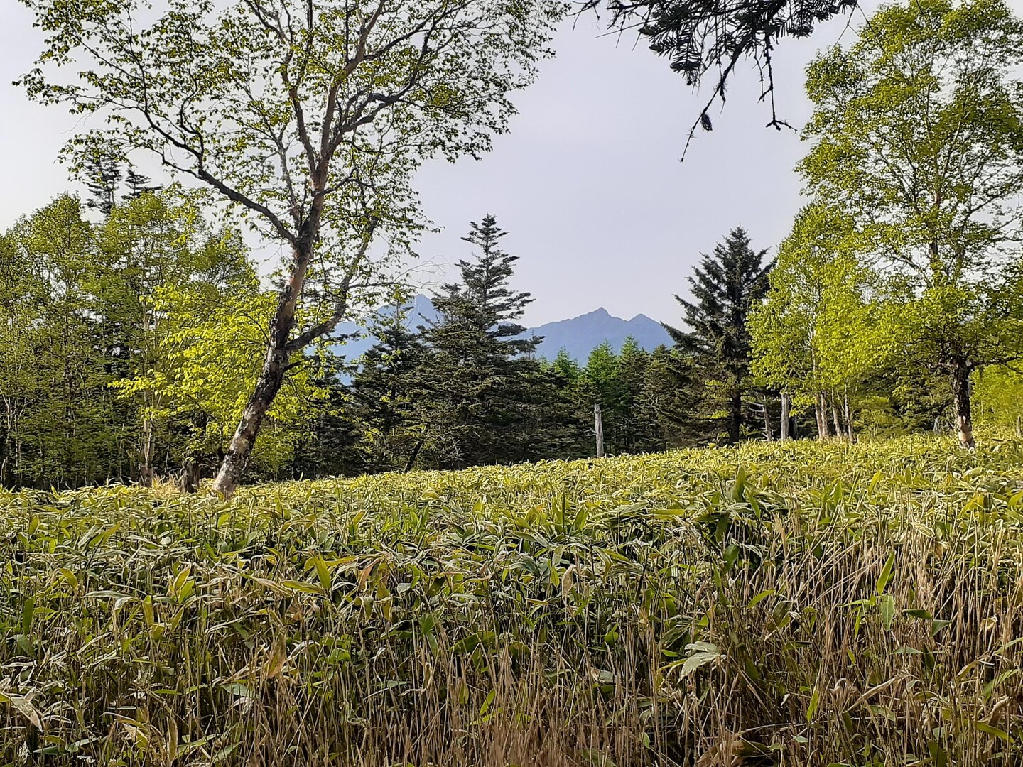 ko usさんの投稿したフィールドメモ | YAMAP / ヤマップ