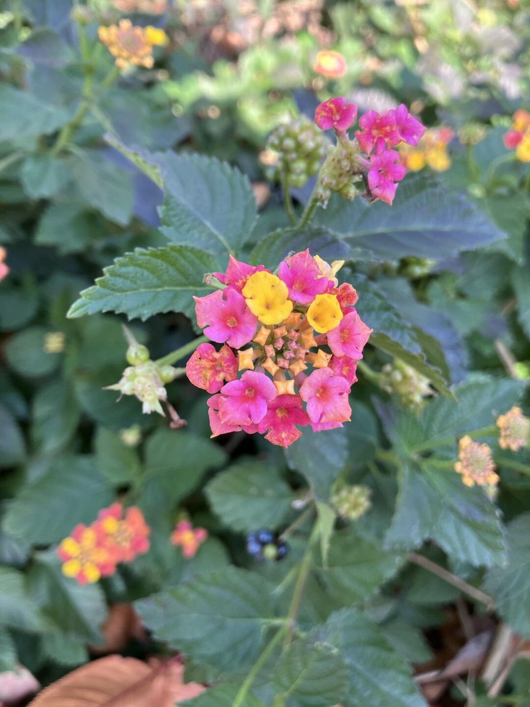 はるかのページ | YAMAP / ヤマップ