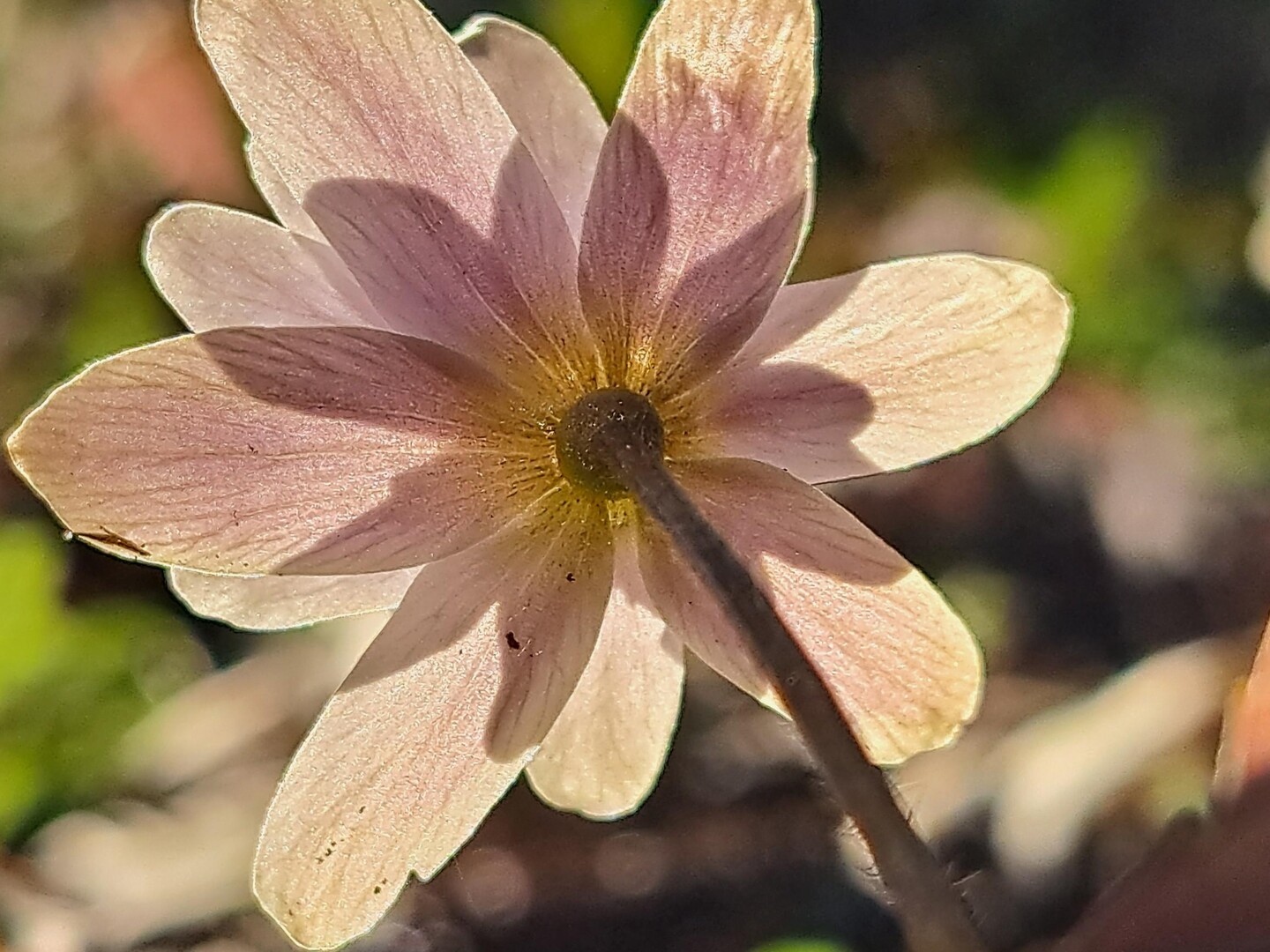うぉーーー😃 うつくしいよ～～～😃 ... / itimiさんのモーメント | YAMAP / ヤマップ