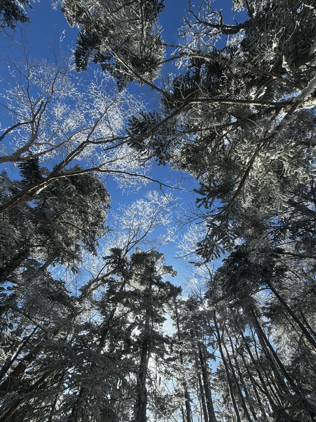 将棊頭のピークハントは次回😄 / kk_koro♌️さんの木曽駒ヶ岳・空木岳・越百山の活動データ | YAMAP / ヤマップ