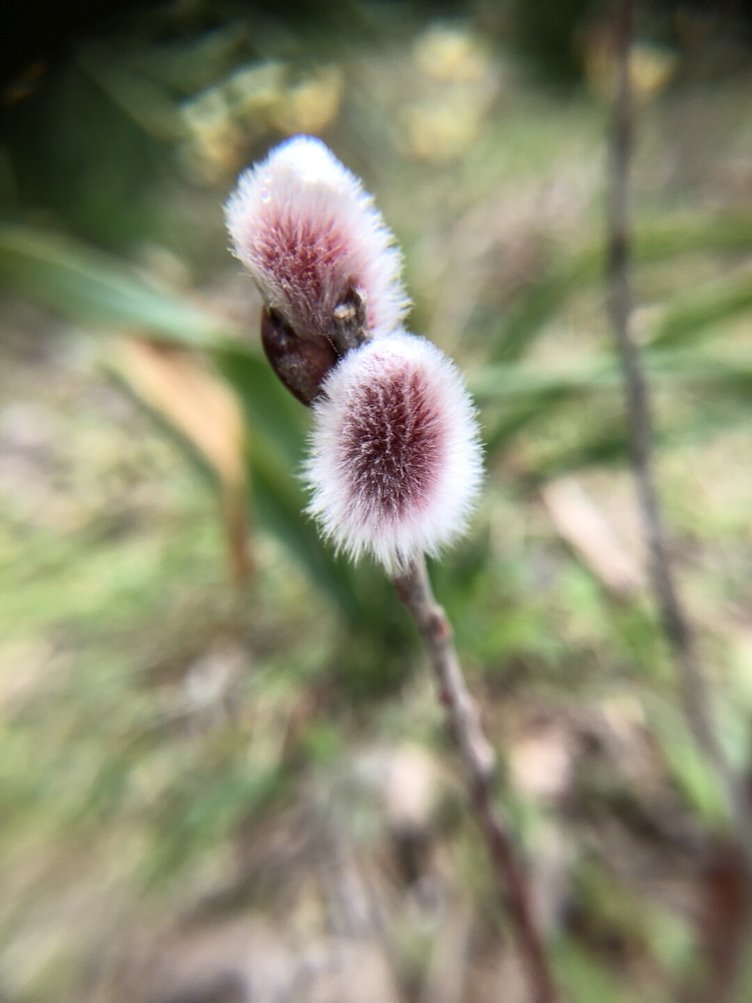 鳴り石の浜🌊で 小さい春🌼み〜つけた... / 💖🐰Roco🐰💖さんのモーメント | YAMAP / ヤマップ
