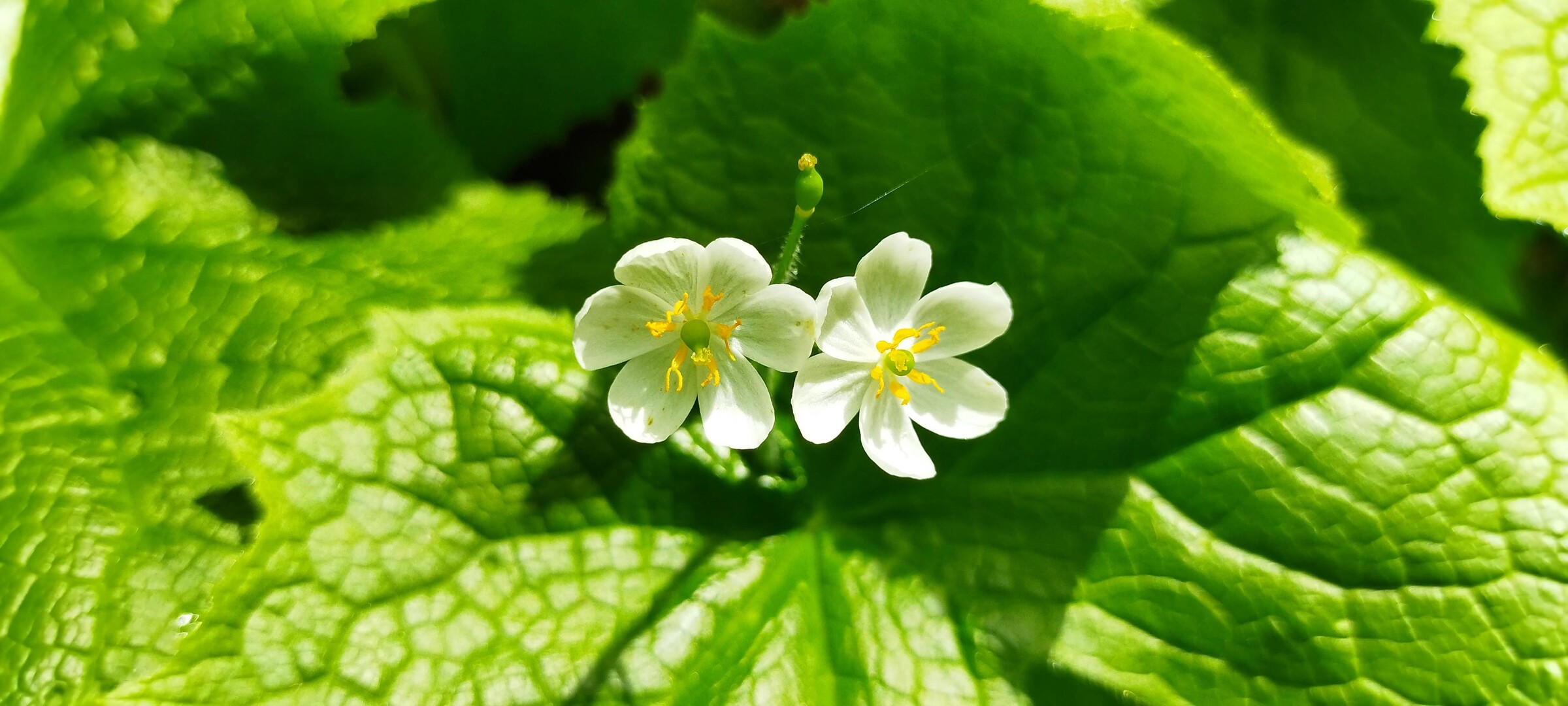 東鳥海山🌳777m / kazu-style さんの東鳥海山の活動日記 | YAMAP / ヤマップ