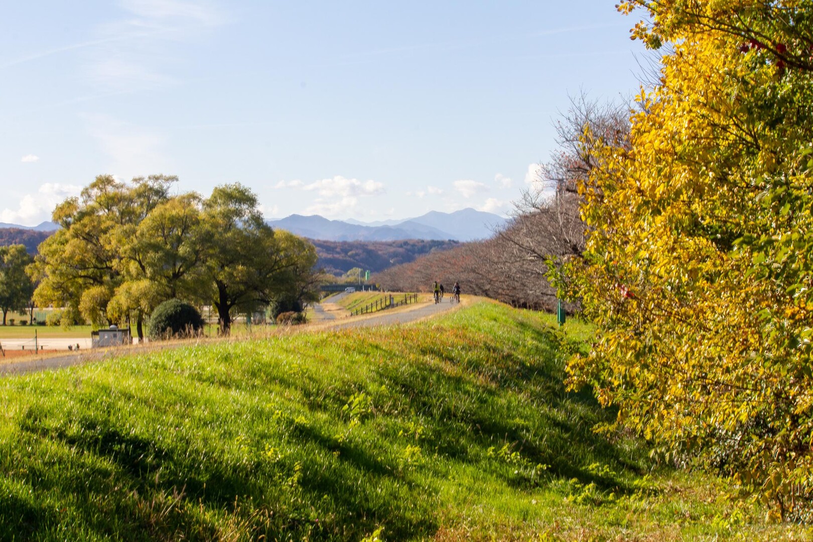 晩秋の桜並木。 快晴の空の下、色付いた... / stripeさんのモーメント | YAMAP / ヤマップ