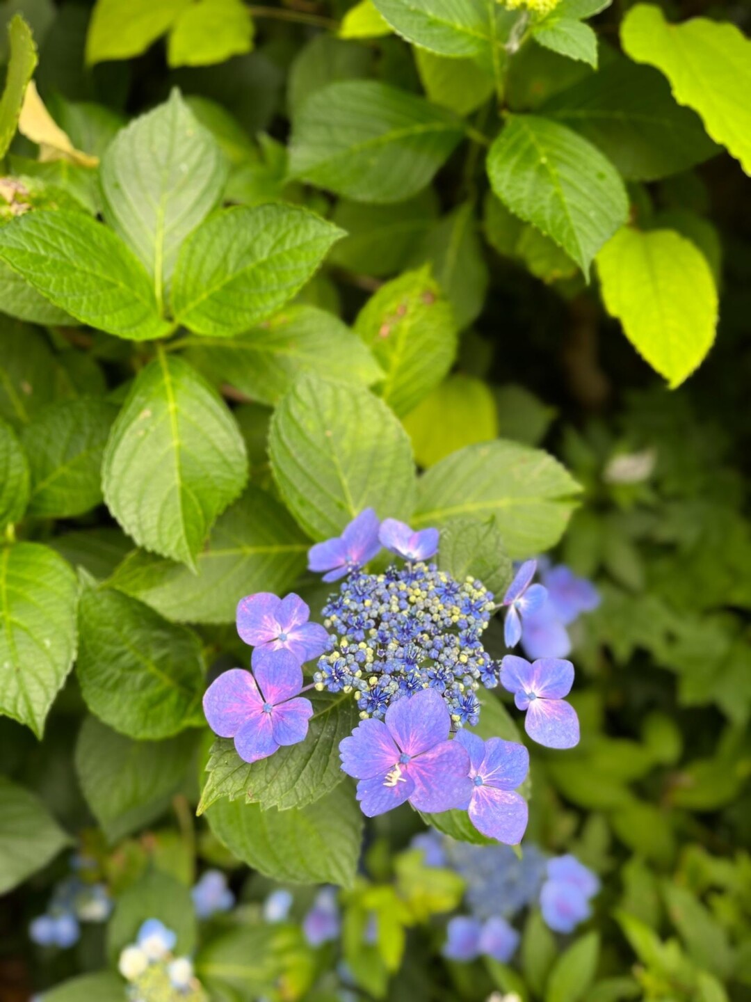 ☂️が降る前に朝、久しぶりの弥彦山へ。弥... / kikoさんのモーメント | YAMAP / ヤマップ