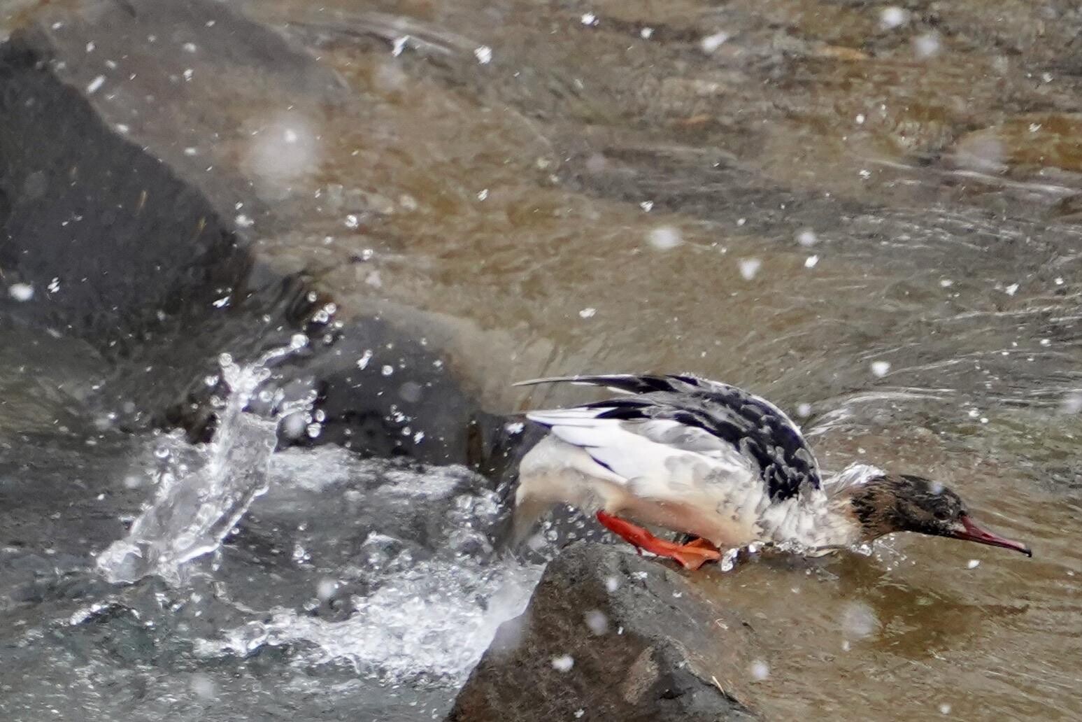 雪の中の野鳥🐦 ️ 11/26(日)〜... / yosi＆ryoさんのモーメント | YAMAP / ヤマップ