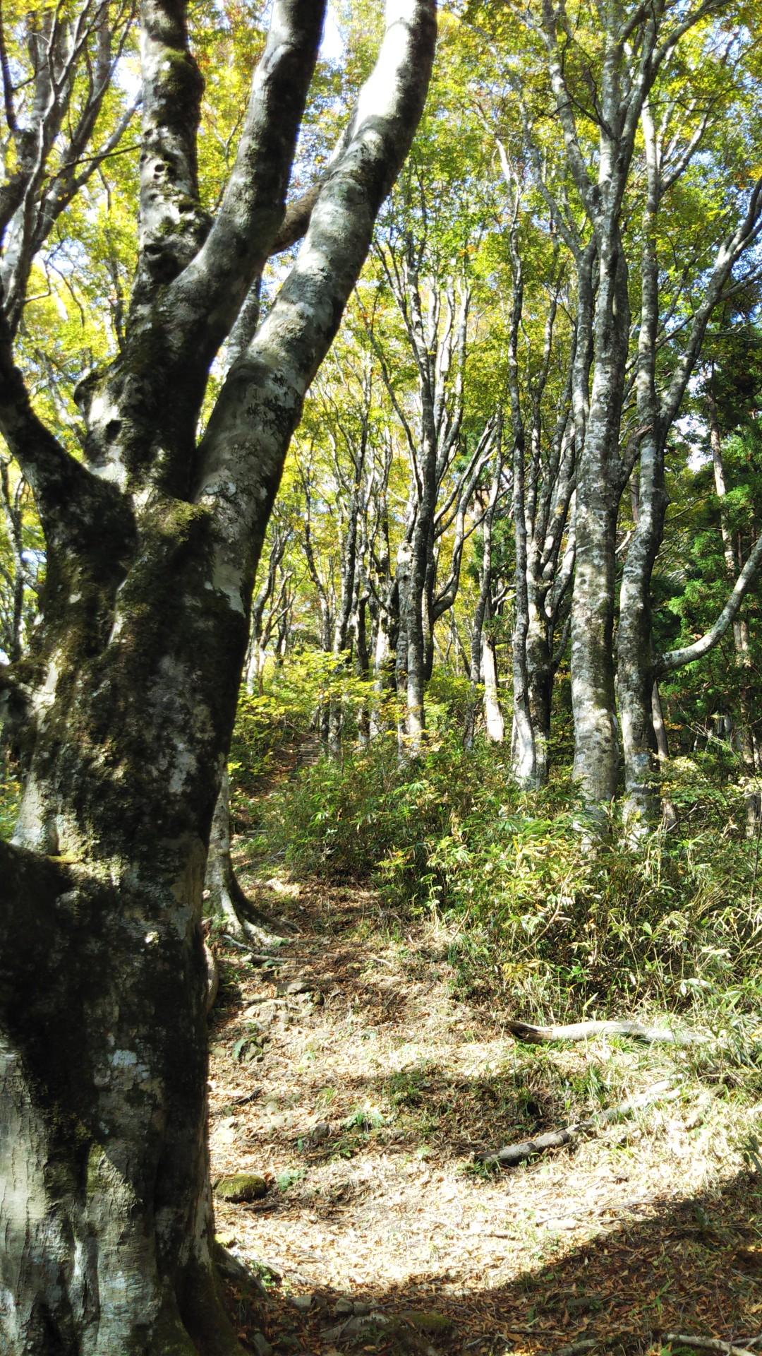 鷲峰山 / KOHさんの鷲峰山の活動データ | YAMAP / ヤマップ